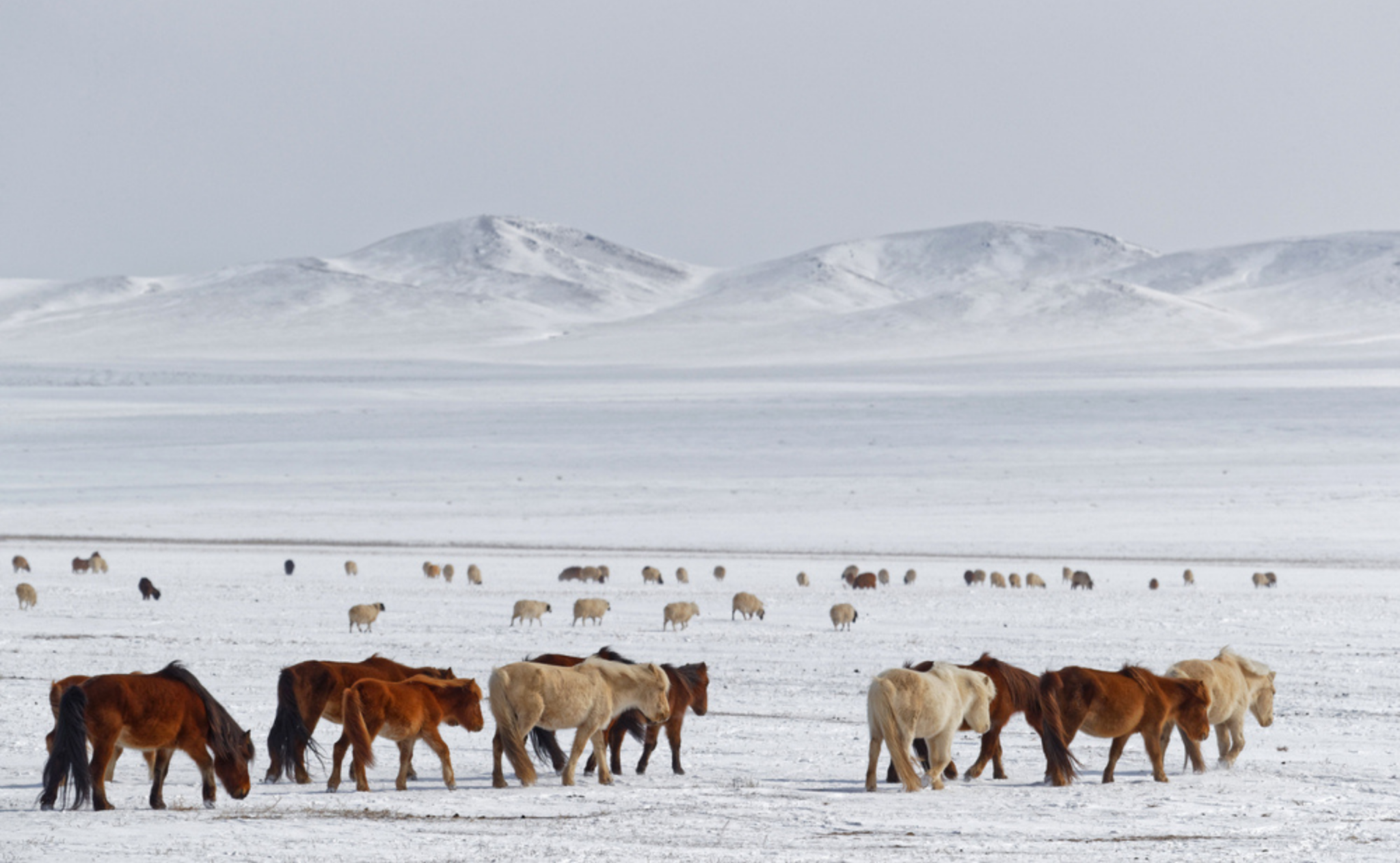 How Climate Change Is Fueling the Dzud Crisis in Mongolia - Asia Pathways